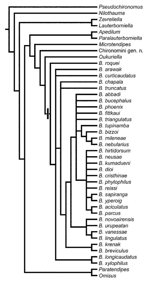 Strict Consensus Tree Of Parsimony Analysis After Equal Weighting Of
