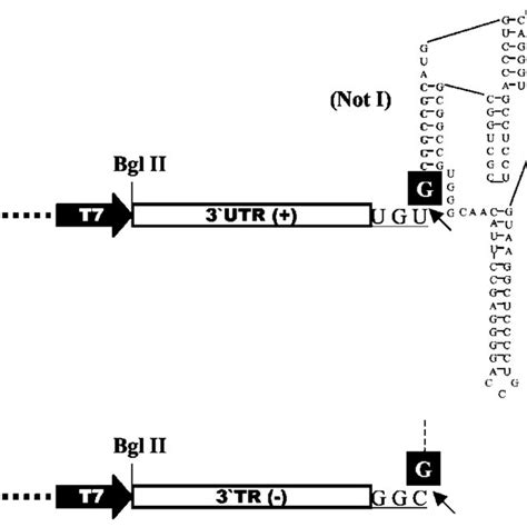 Ribozyme Constructs For Generating 3 Utr And 3 Tr Rna Schematic