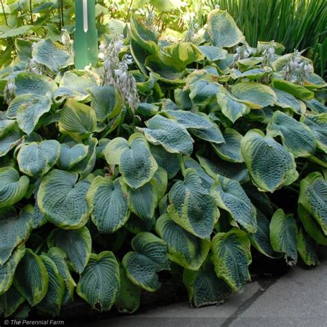 Hosta Frances Williams Rogers Spring Hill Plant Database Rogers