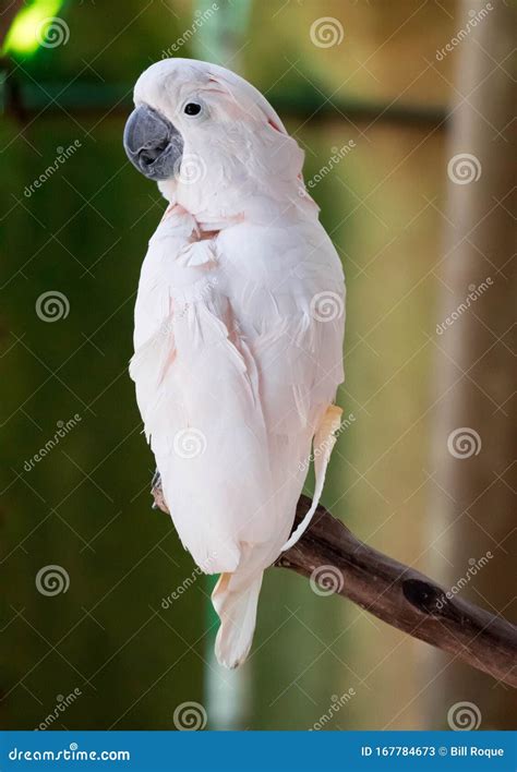 Major Mitchell Cockatoo Also Known As Leadbeater`s Cockatoo Or Pink