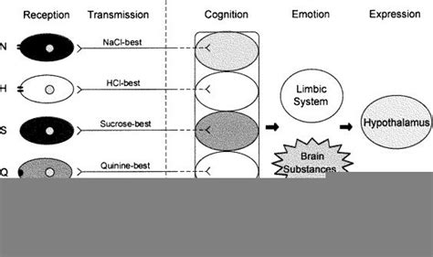 Schematic Drawing Of The Gustatory System Connecting To Feeding