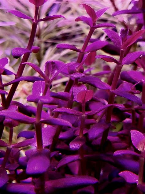 Buy 3 Get 1 Free 1 Stem Bacopa Purple Submerged Rare Live Freshwater
