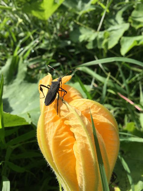 Fact Sheet Squash Leaf Footed Bug 165