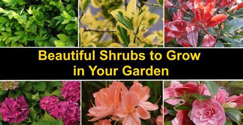 Types Of Shrubs Different Types Of Bushes To Grow In The Yard