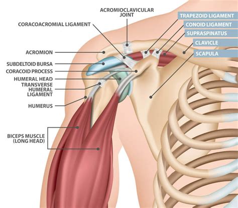Shoulder Separation Treatment And Rehab Prescott Az