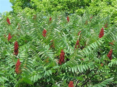 What Is Sumac And How Can You Use It Recipes Included Heather Earles