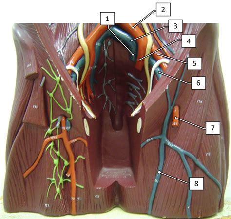 Lab 3 Torso Model Diagram Quizlet