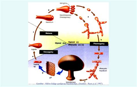 Fungi Jamur Pengertian Ciri Struktur Tubuh Klasifikasi Asep