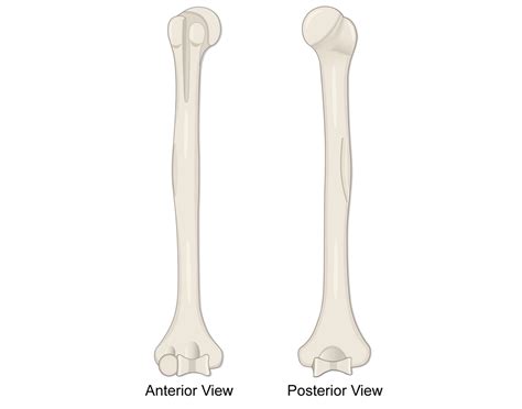 Humerus Bone Labeling Pcc Quiz