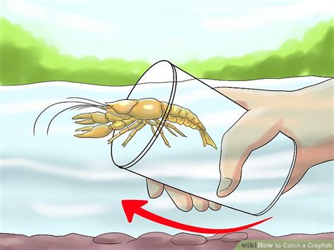 4 Ways To Catch A Crayfish WikiHow