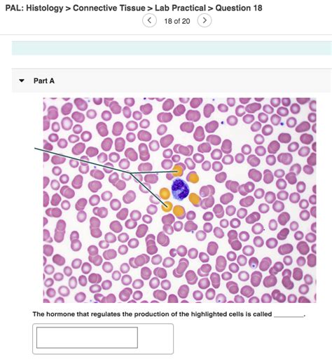 Solved Pal Histology Connective Tissue Lab Practical