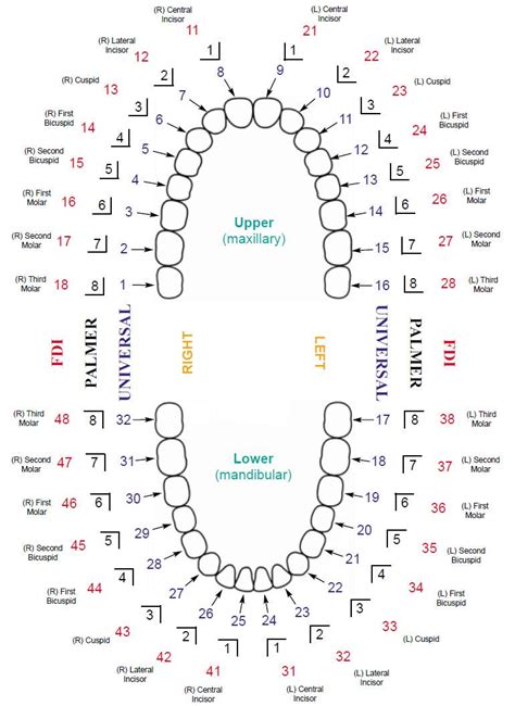 Tooth Number Chart Printable