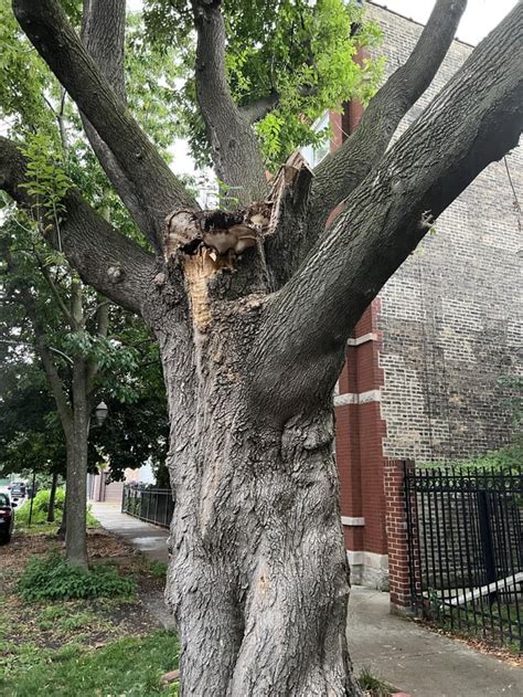 Boxelder Tree Evaluation R Arborists