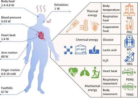 Source And Distribution Of Human Energy And Applicable Harvesting Download Scientific Diagram