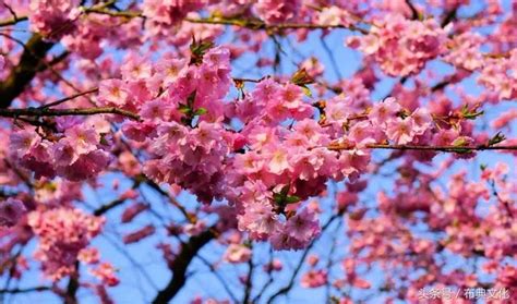 百花爭艷春滿屏 每日頭條