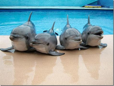 10 самых умных животных