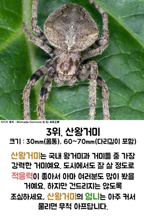 아마 혐거미에 물리면 어떤 느낌일까 포텐 터짐 최신순 에펨코리아