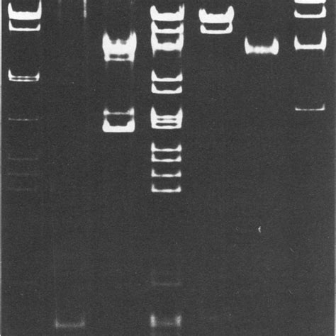 Validation Of The Genome Tiling Array Technology A Shown Is An