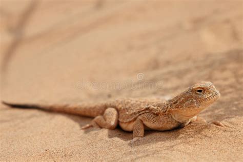 Toad Headed Agama Phrynocephalus Mystaceus Calm Desert Roundhead