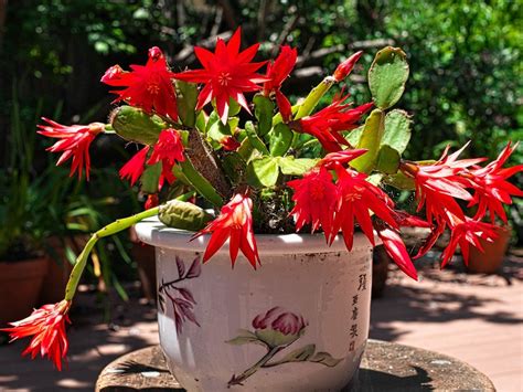 Blooming Cactus Varieties For Home Top Indoor Cacti That Flower