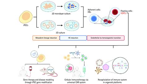 graphical overview of the generation of hematopoietic stem and
