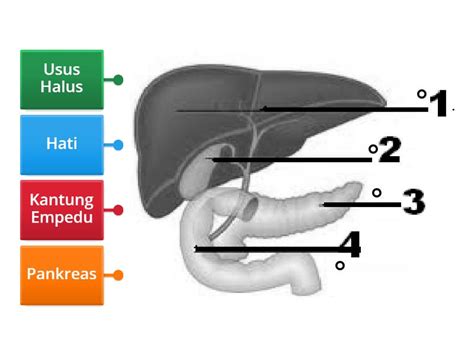 01 Organ Hati Labelled Diagram
