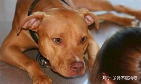 狗狗直勾勾盯着你看才不是因为你好看 知乎