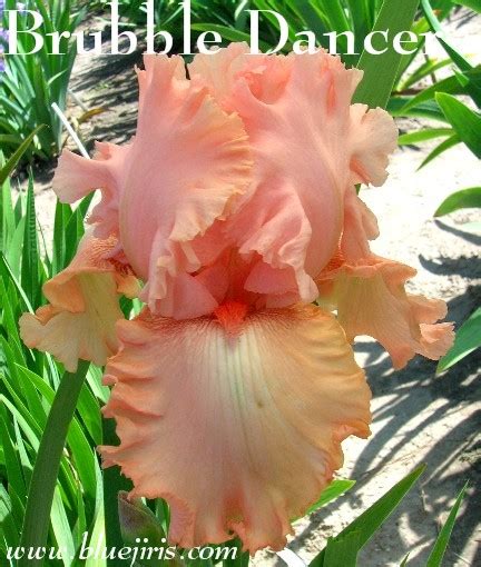 Bubble Dancer Historic Iris Preservation Society