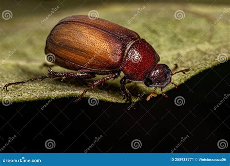 Adult June Beetle Stock Image Image Of Macro Arthropoda 258933771
