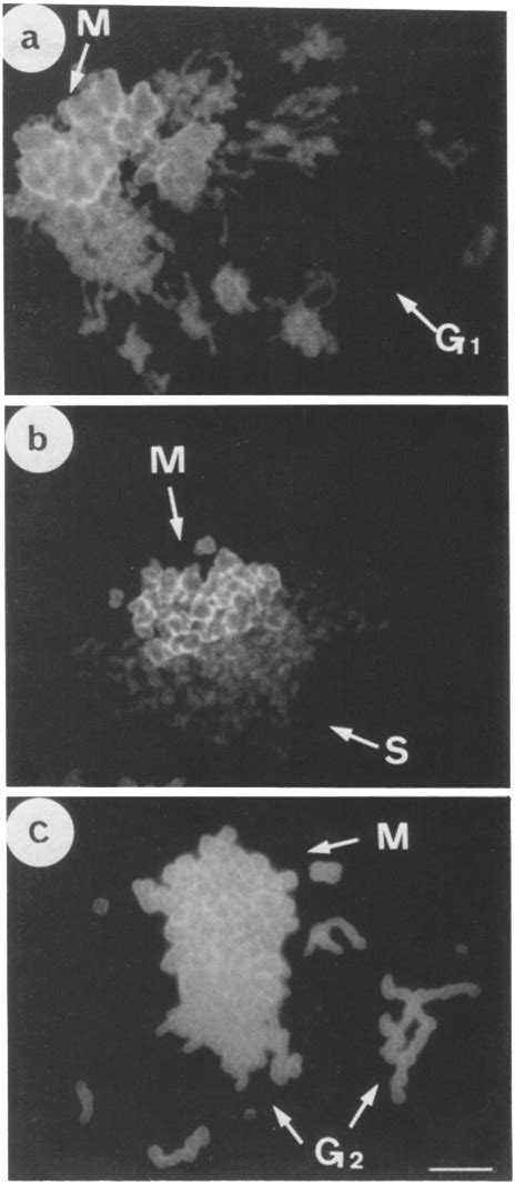 Immunofluorescence Detection Of Antigen M 108 On Various Preparations Download Scientific