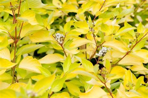 Buy Dogwood Hedging Cornus Hedging Plants By Hopes Grove Nurseries