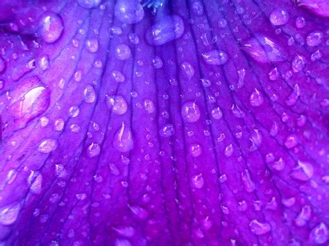 920 Hd шпалери на робочий стіл Фіолетові Скачати Безкоштовно заставки