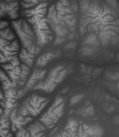 forest rendering project