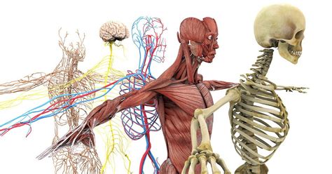 Anatomofisiologia Do Corpo Humano Braincp