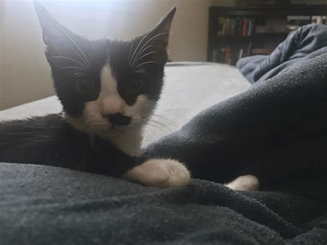 I Always Wanted A Cute Tux Ever Since I Got My Own Place Meet Chaplin Tuxedocats