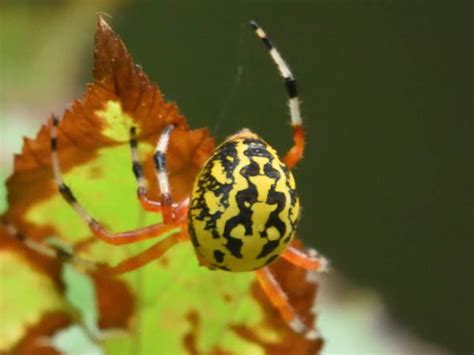North Carolina Spiders Pictures And Spider Id Help Green Nature