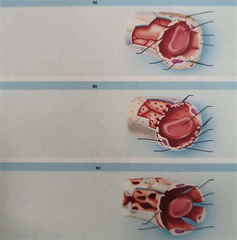 Types Of Capillaries Diagram Quizlet