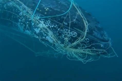 U Australiji Spašen Grbavi Kit Koji Je Bio Zarobljen U Mreži Za Ajkule