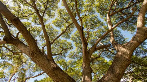 Caring For Mature Trees Tips And Tricks For Supporting Your Aging Tree