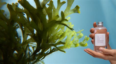 Homemade Seaweed Fertiliser Pestrol Australia