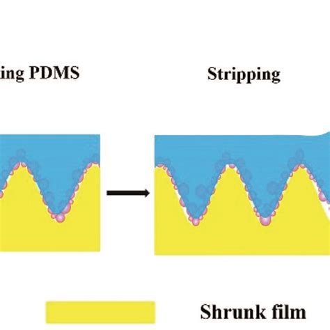 A Cas And Sas Of The Superhydrophobic Pdms Sio2 Film Under Different Download Scientific