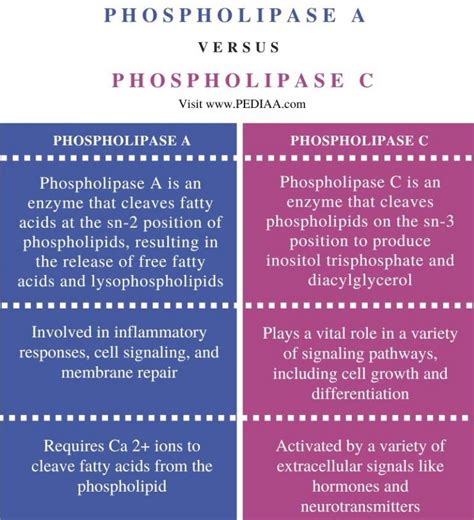 What Is The Difference Between Paraphyses And Basidium Pediaacom