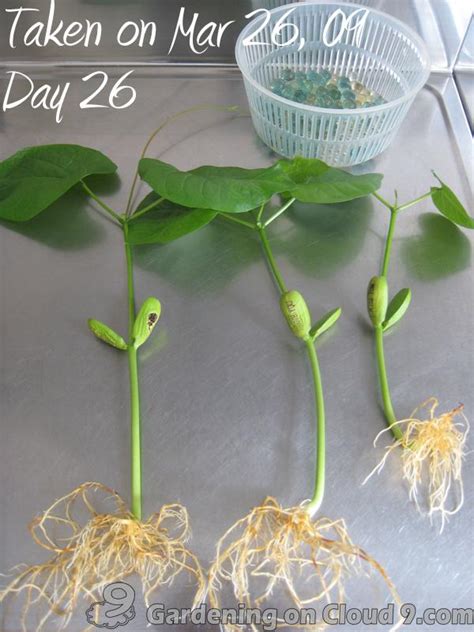 Gardening Journal Of Magic Bean In Crystal Soil Day Gardening On Cloud