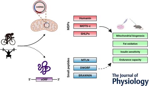 The Journal Of Physiology Vol 602 No 4