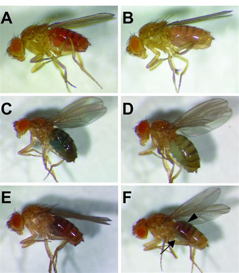 Taste Preference Assay For Adult Drosophila Protocol