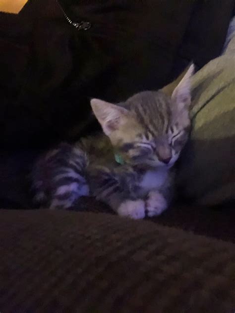 Kitty Felix Scrolller