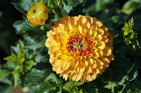 Dahlia Flower Garden Free Photo On Pixabay Pixabay