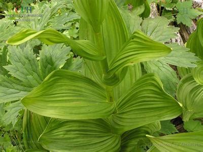 藜芦正常用量 藜芦用量 藜芦 第2页 大山谷图库