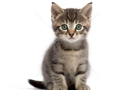 可爱的小猫幼崽高清图片下载 正版图片600203870 摄图网 可爱的小猫幼崽高清图片下载 正版图片600203870 摄图网