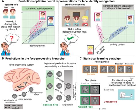 Predictions Enable Top Down Pattern Separation In The Macaque Face